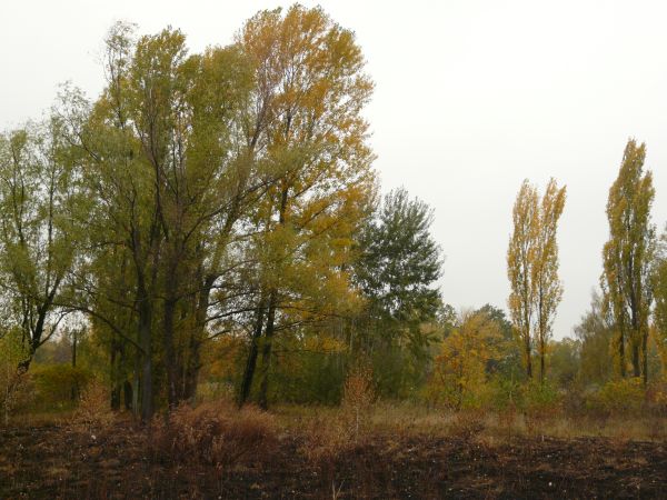 forest side view texture 0007 - Texturelib